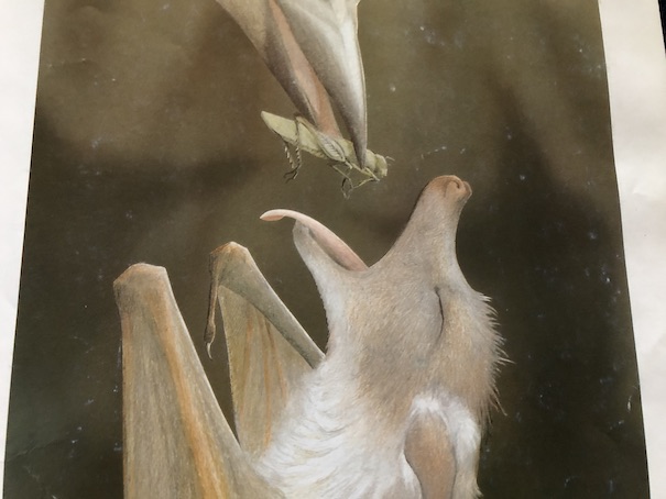 Stellaluna – Jestress's Forgotten Books and Stories