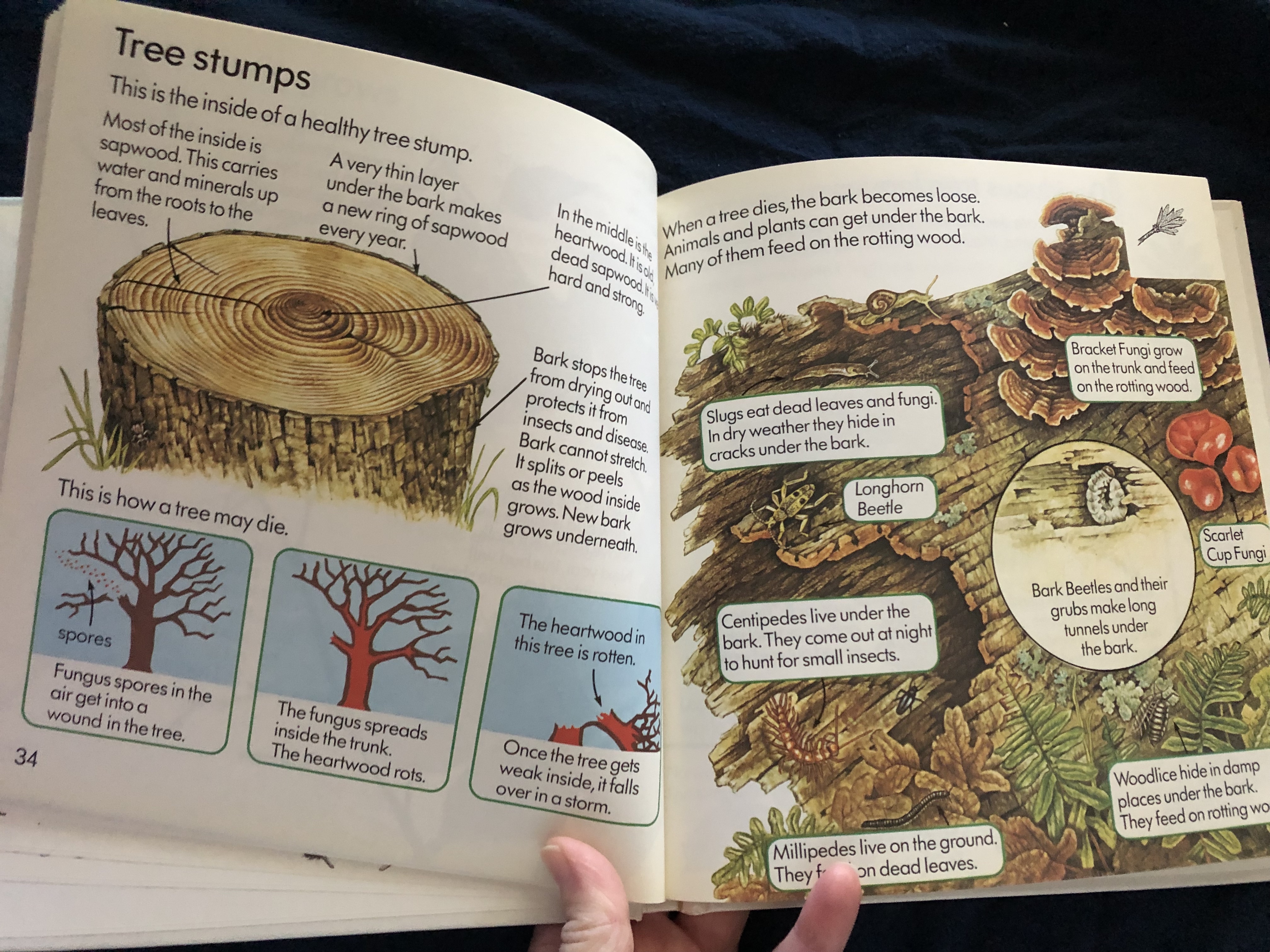 Usborne First Book of Nature – Jestress's Forgotten Books and Stories